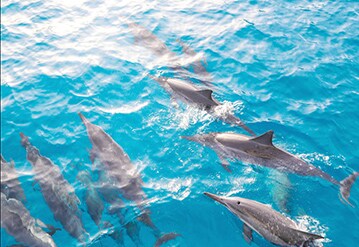 JAL | Hawaii Anniversary Trip