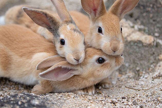 Discover the Origins of Okunoshima Island’s Wild Rabbits and Historic ...